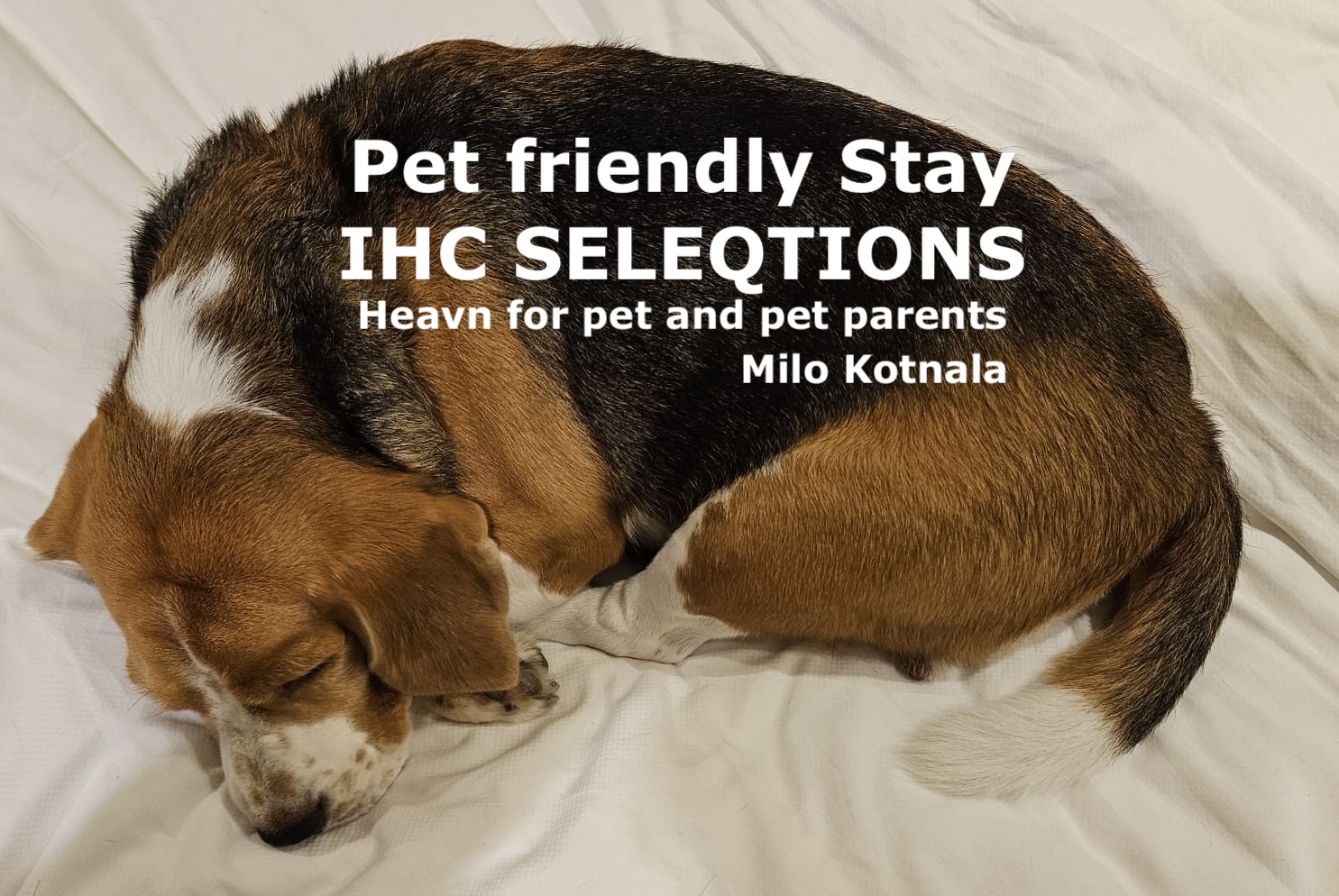 A Delightful Pet-Friendly Stay- Heaven for Pet and Pet-Parents: IHCL ...